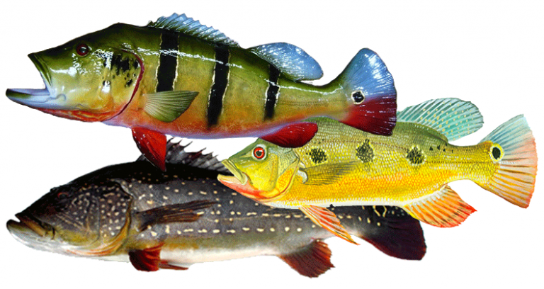 Ikan Raja 101 - Spesies Peacock Bass