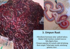 Info Spesies - Kenali Jenis Umpun-Umpun - Umpan