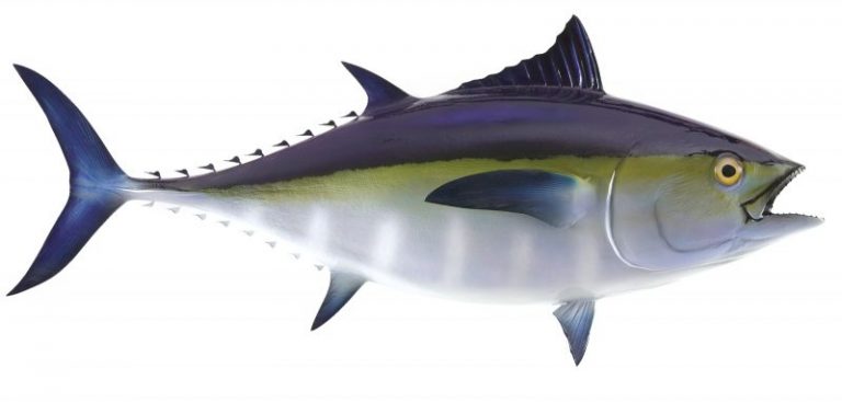 Jenis-Jenis Tuna Dalam Genus Thunnus - Umpan