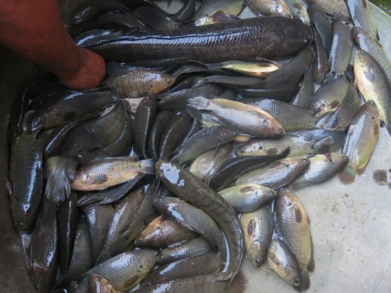 Info Spesies - Ikan Puyu 101