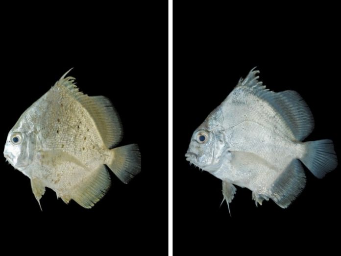 Info Spesies – Kenali Ikan Daun Baru - Umpan