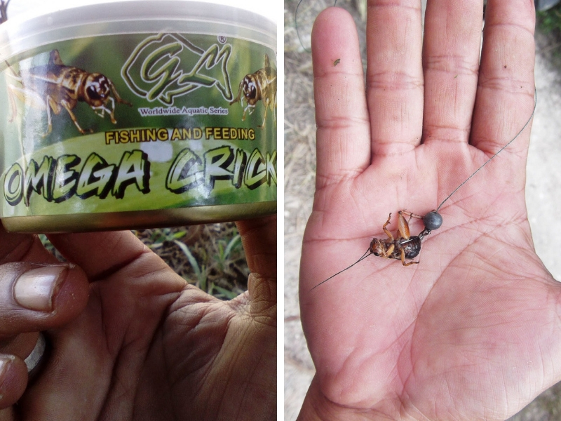 Info Spesies : Kenali umpan si cengkerik - Umpan