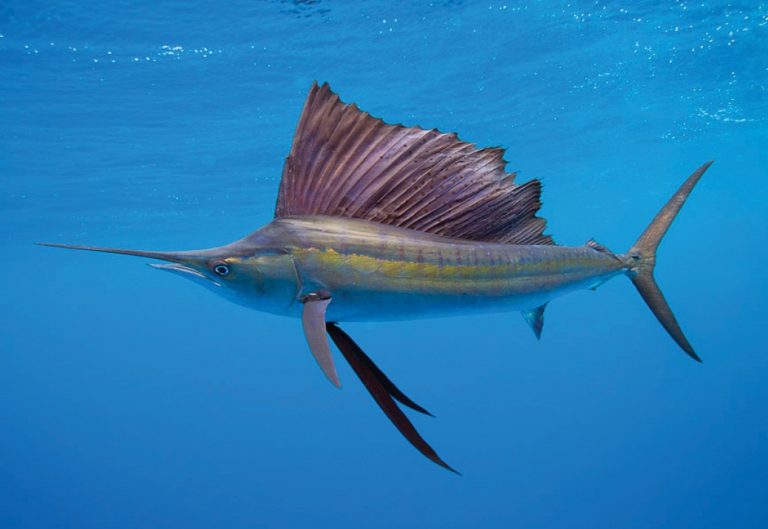 INFO SPESIES - Kenali Layaran Penari Samudera