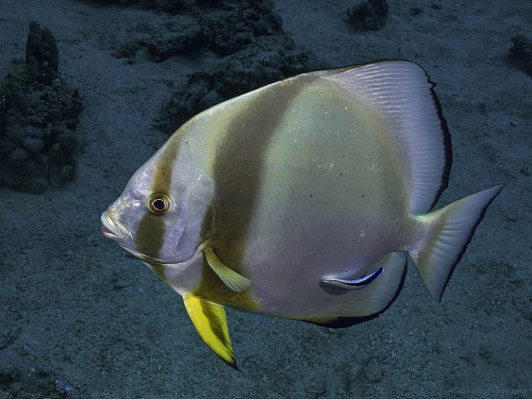 Kenali Spesies Ikan Telinga Gajah!!